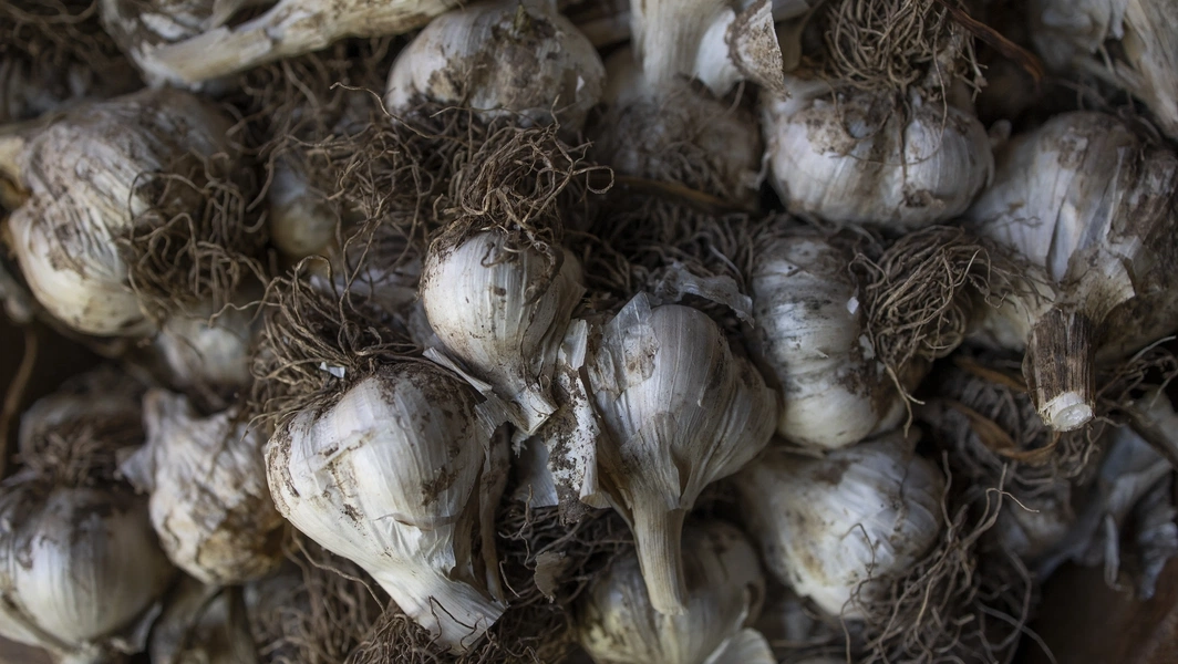 Garlic secrets for health and harvest success