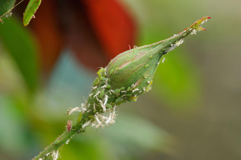 The most important gardening jobs to do in July