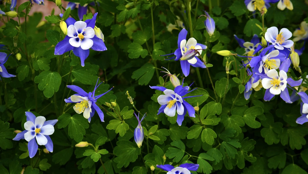 Let your garden plant itself with style