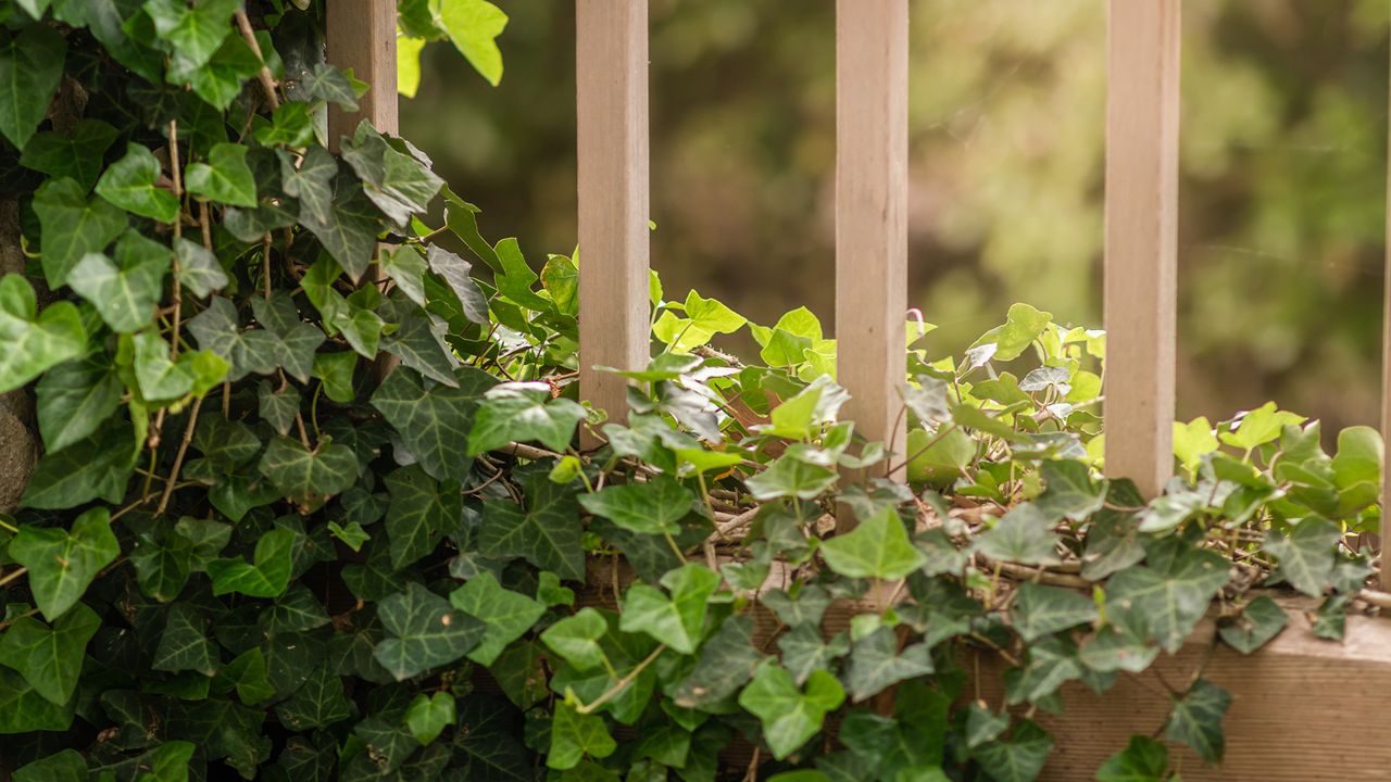 Kill invasive ivy naturally with this one household staple
