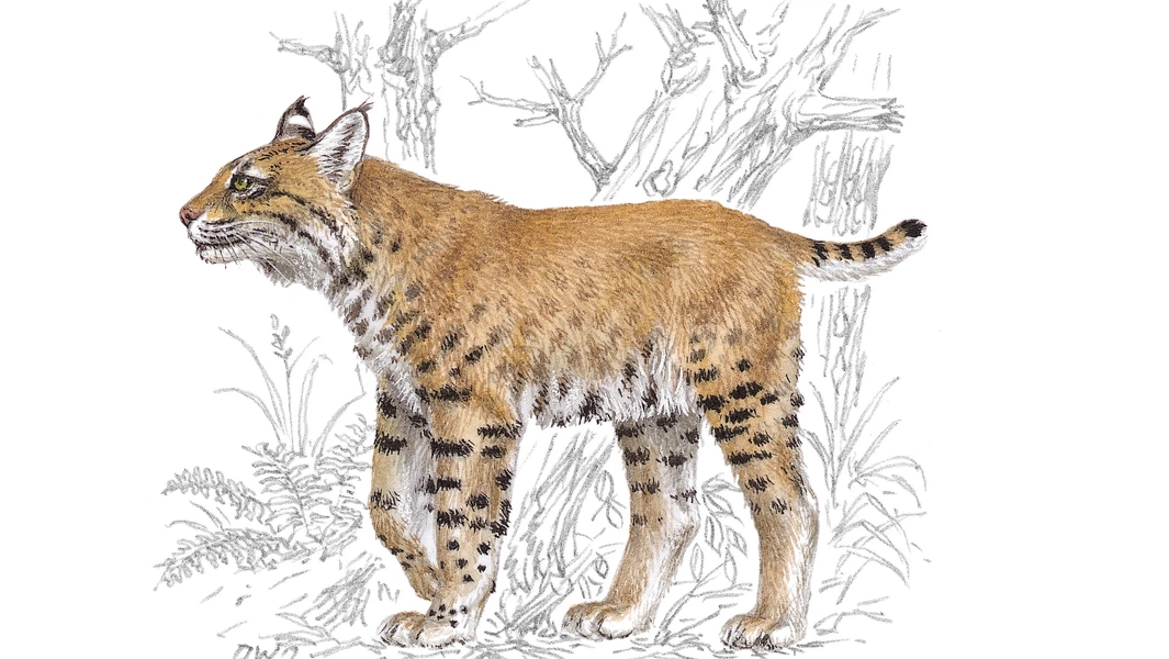 4 US states with robust bobcat populations