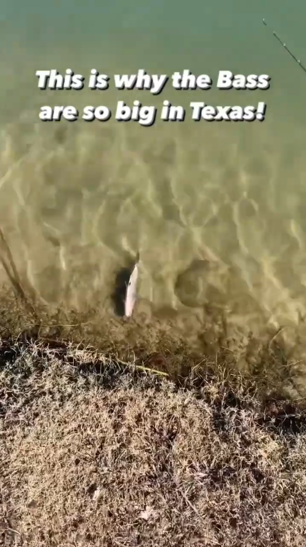 Big bass eat big bait Texas ponds are wild right now