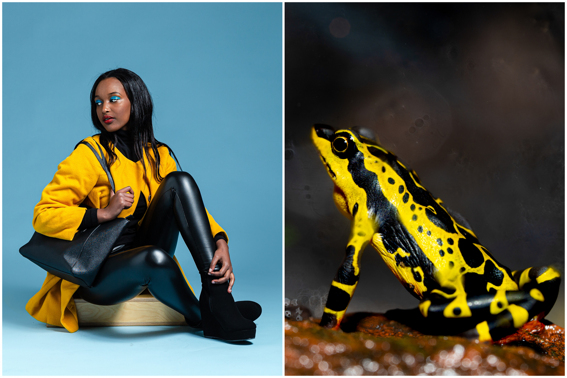 When nature becomes style: The animals that inspire the fashion world