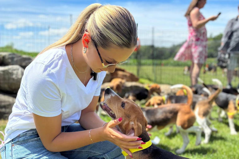Wisconsin beagle research facility that drew protests is closing as ...