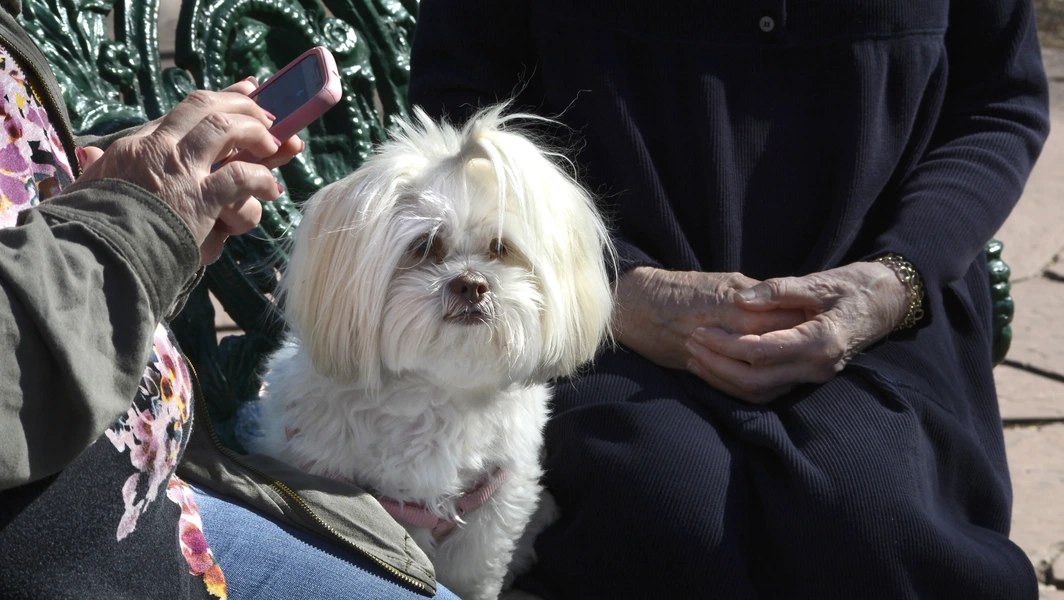 14 calm and gentle dog breeds