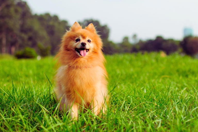 Dog owner checks pet cam on puppy's first time home alone—and regrets it