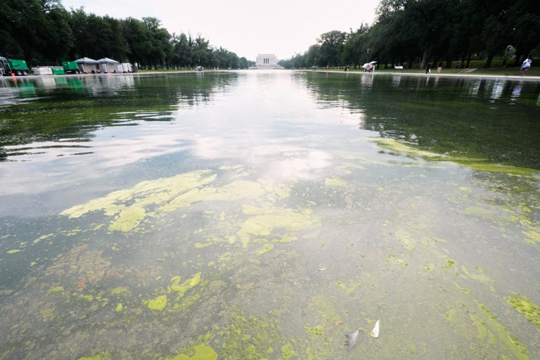 Reflecting pool Trump spent $20 million cleaning is full of algae again