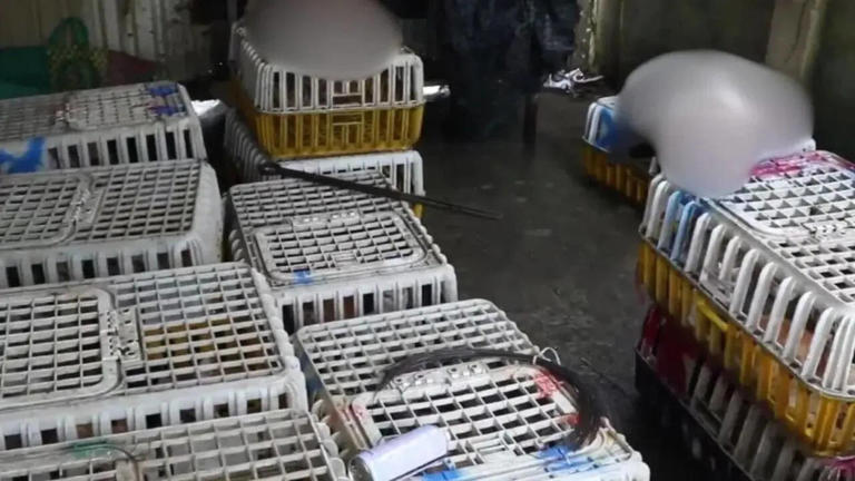 Nine arrested, 400 cats saved: Vietnam police crack down on pet theft ...