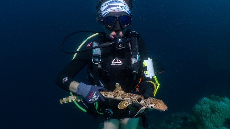 Australians stumble across new shark species in 'world first' catch