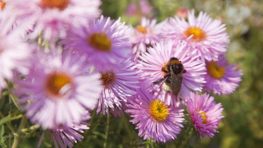 12 stunning purple perennial flowers