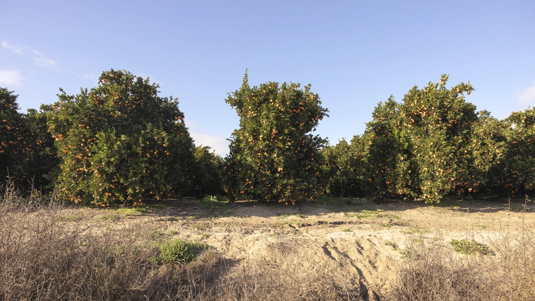 Citrus tree care made simple for growers