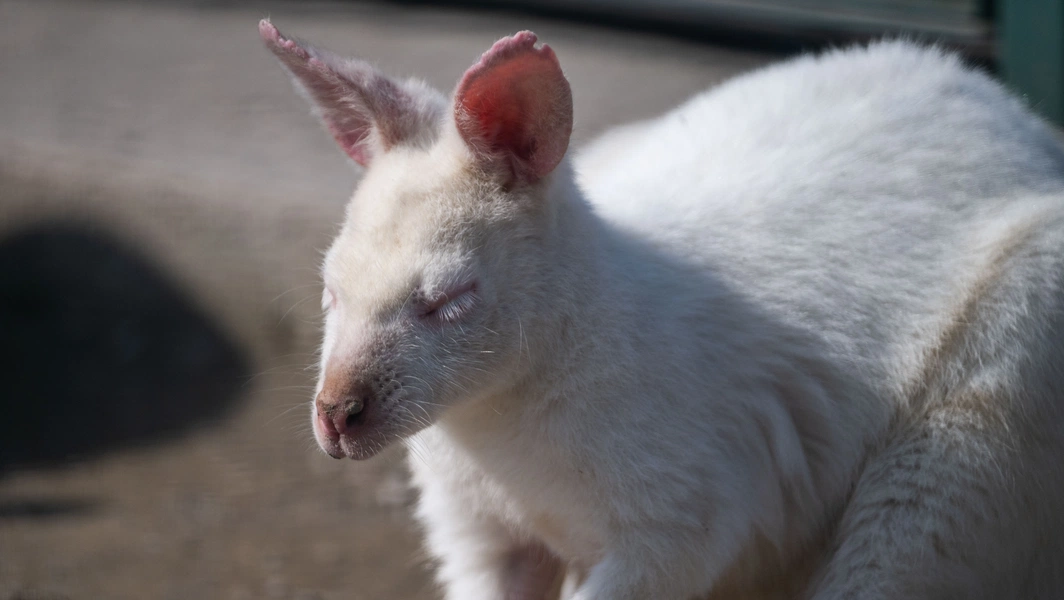 Albinism in animals: Genetics, challenges, and conservation