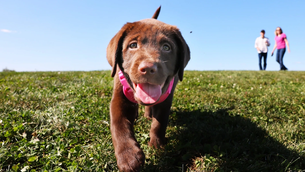 9 friendliest dog breeds for families