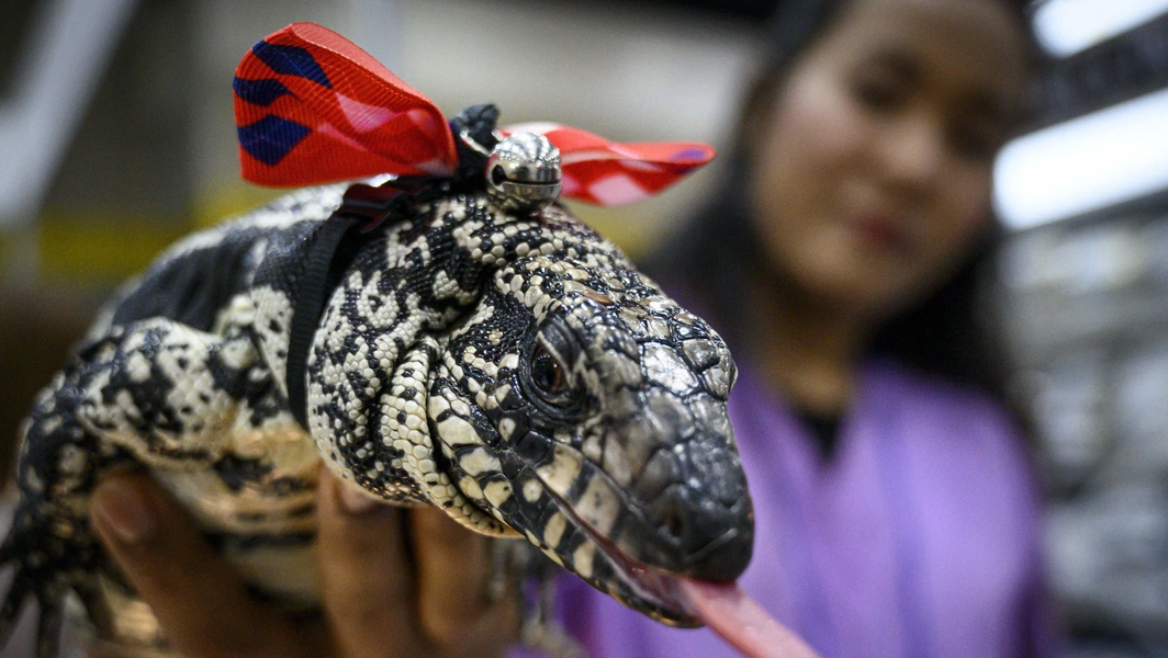 Invasive Argentine tegus threaten Georgia's wildlife