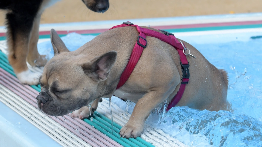 9 dog breeds that struggle in water