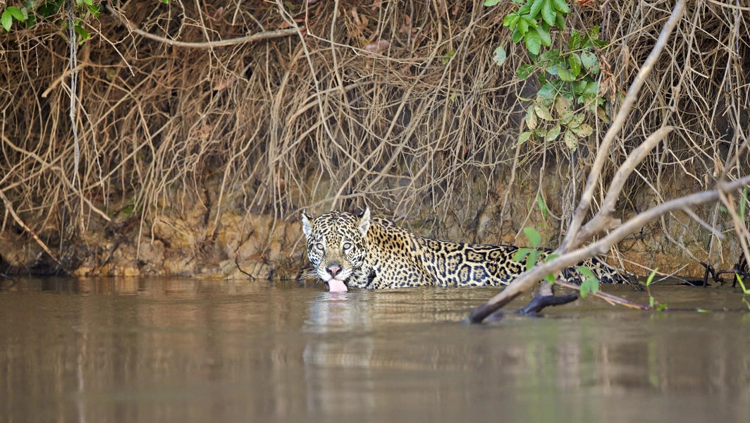 7 wild cats with remarkable swimming skills