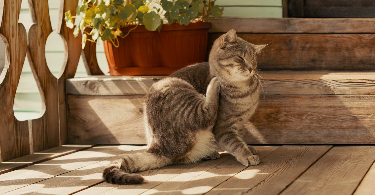 Le pulci del gatto si attaccano all’uomo?