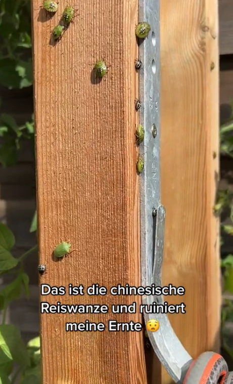 Holz im Garten als Insektenlebensraum