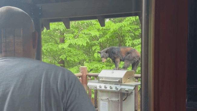 'Wildest thing ever!': Residents shocked at bear perching on grill