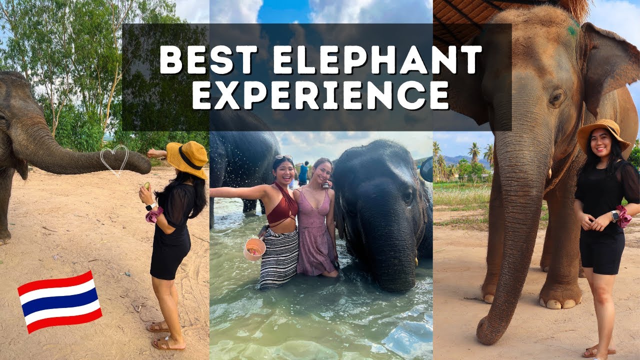 Elephant Jungle Sanctuary Pattaya Thailand ethical wildlife experience