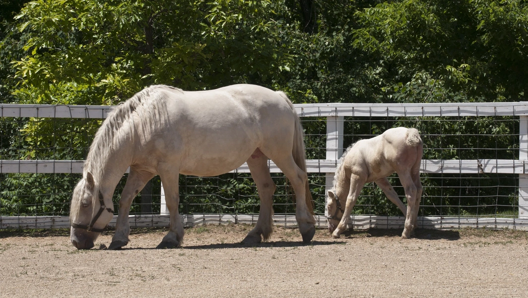 7 remarkable horse breeds from the United States