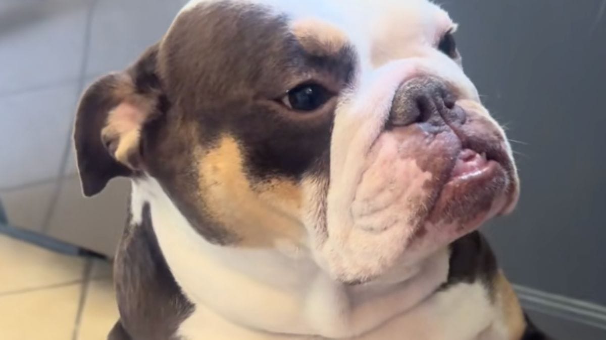 Dog's unique way of listening to owners has viewers in stitches (video)
