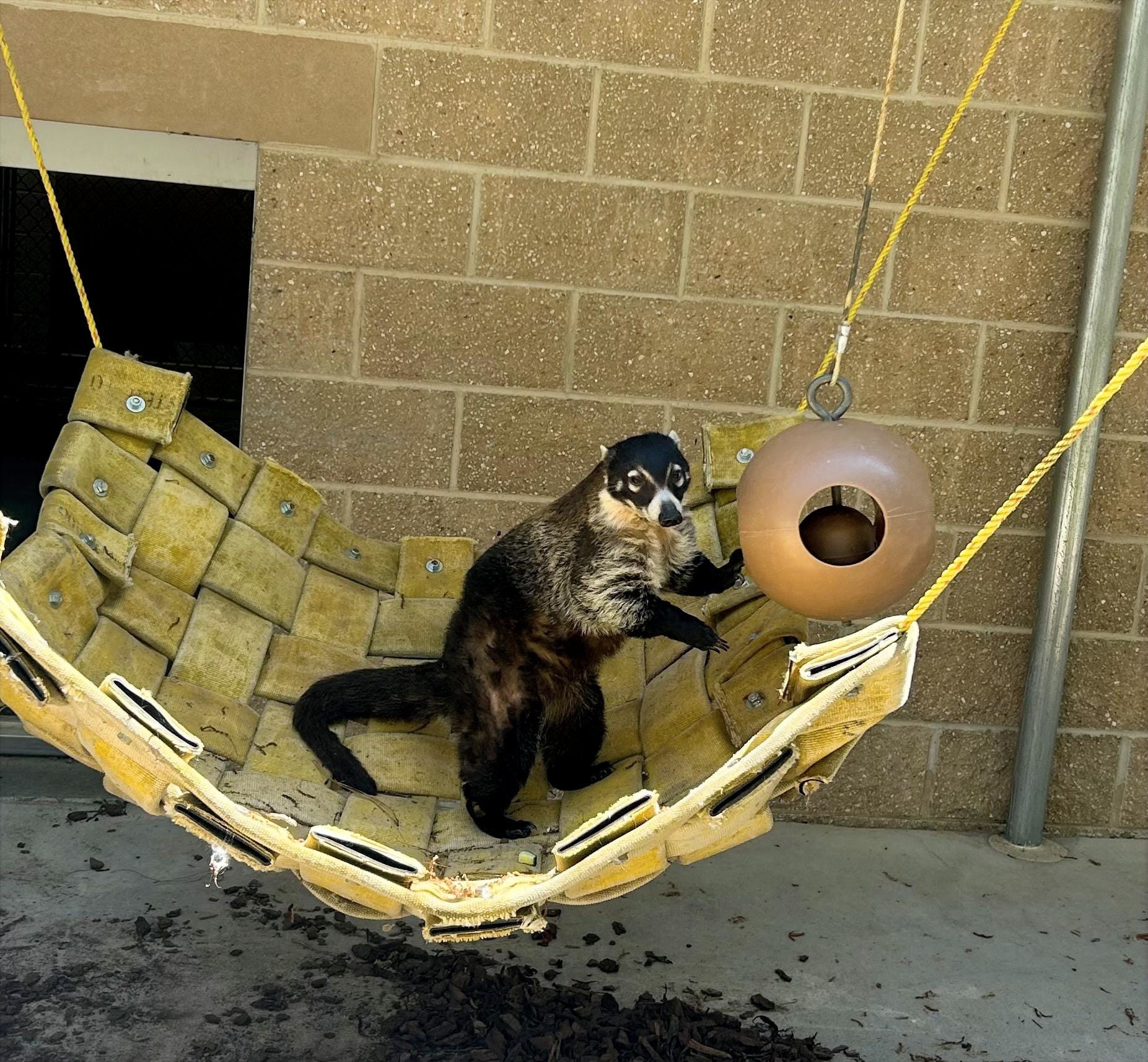Salisbury Zoo to break ground on new coati habitat June 17