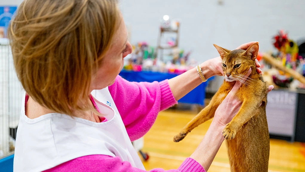 6 cat breeds with affectionate, social, and playful traits