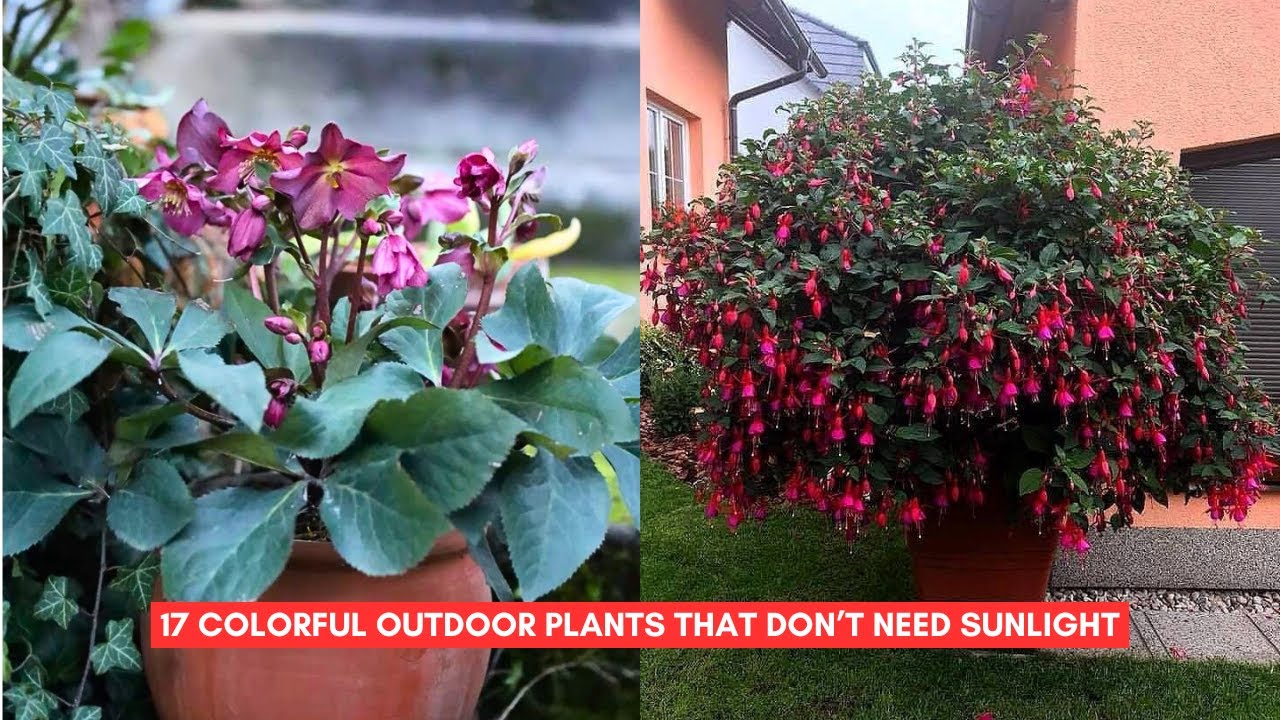 17 shade tolerant plants for a stunning garden display
