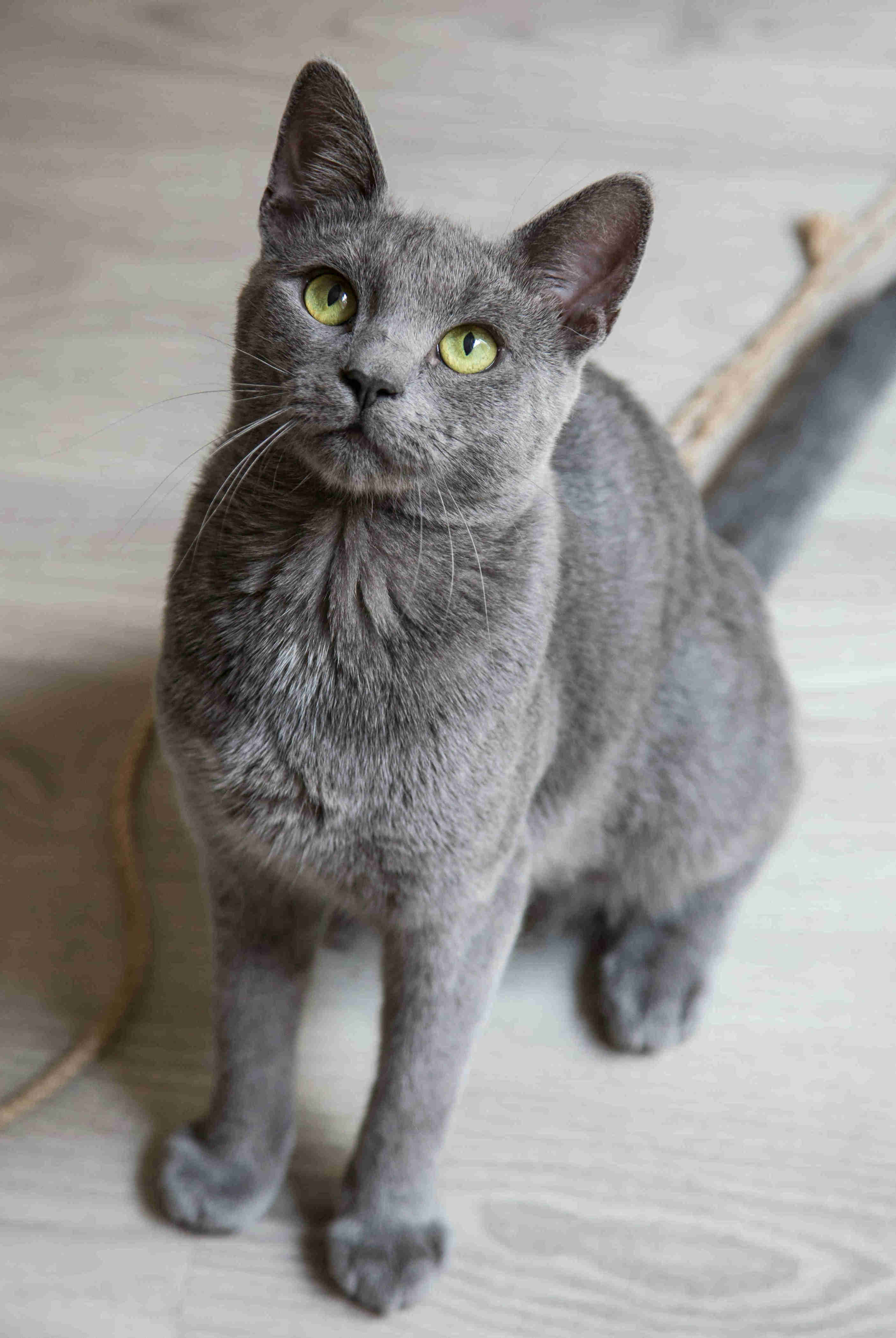 高颜值英短实拍图集，从幼猫到成猫养护，新手入门必看