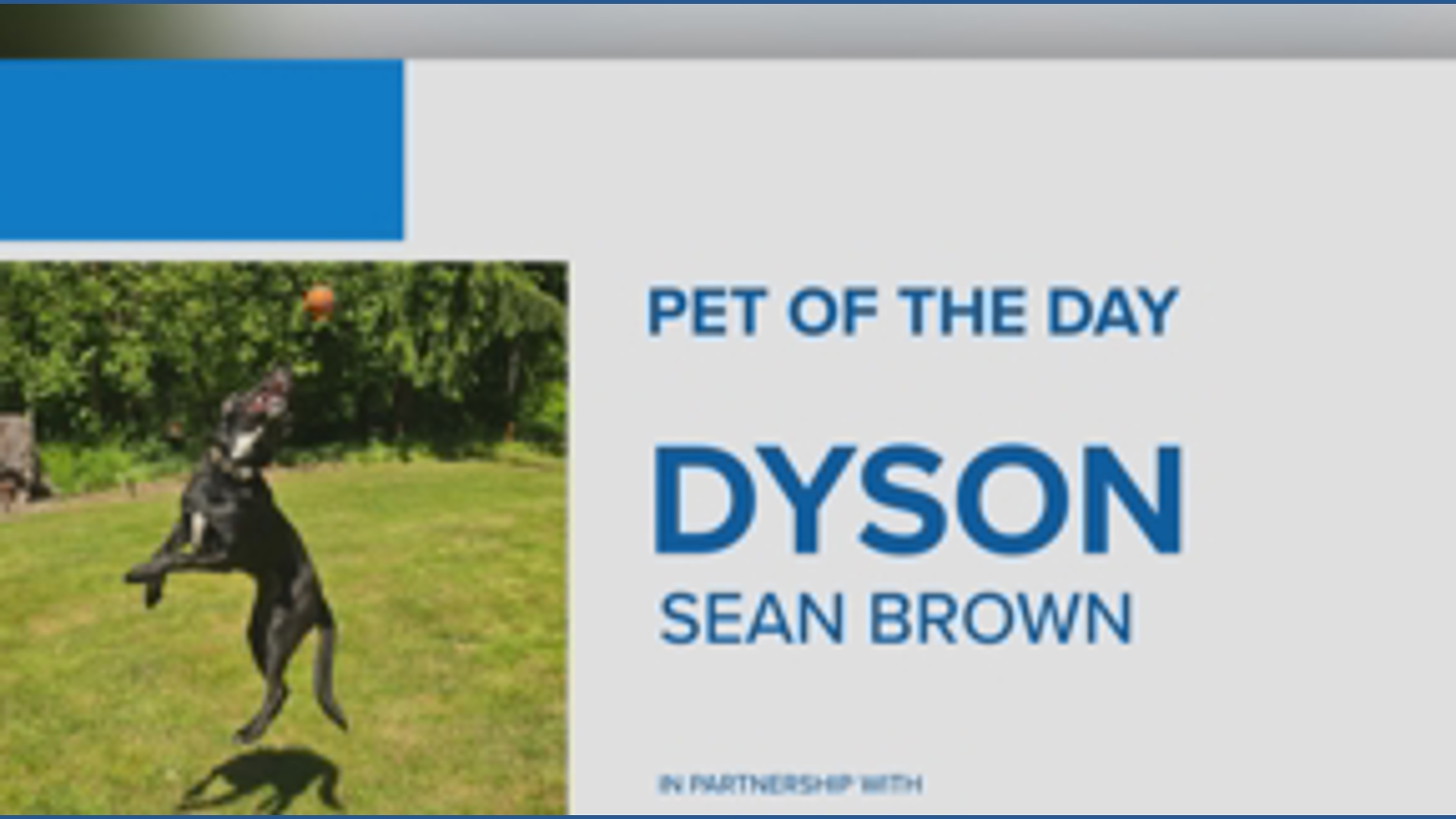 KGW pet of the day: Dyson cleaning up the ball!