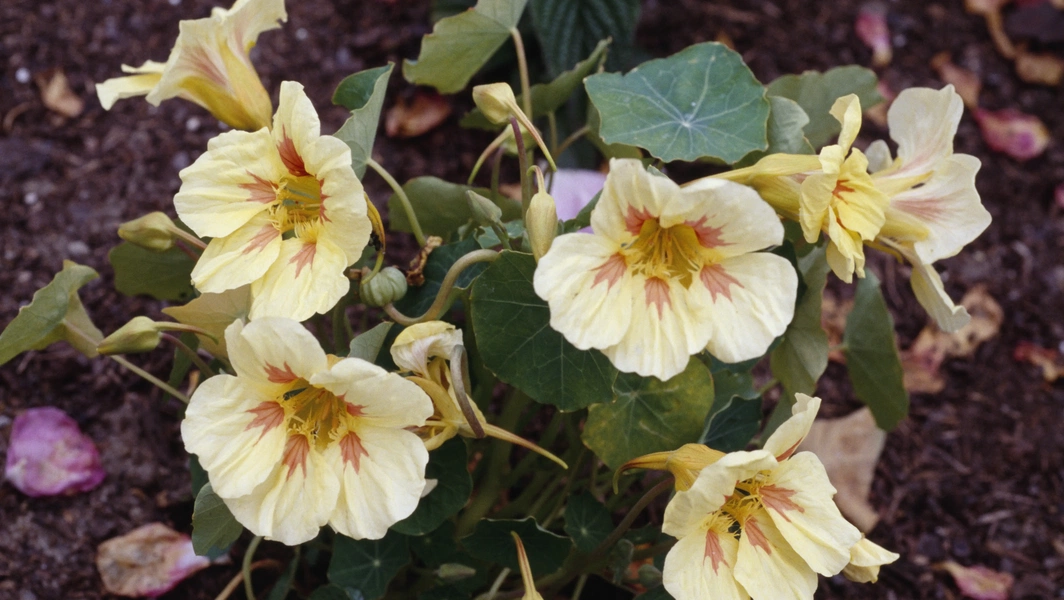 6 yellow-flowering climbers that attract pollinators