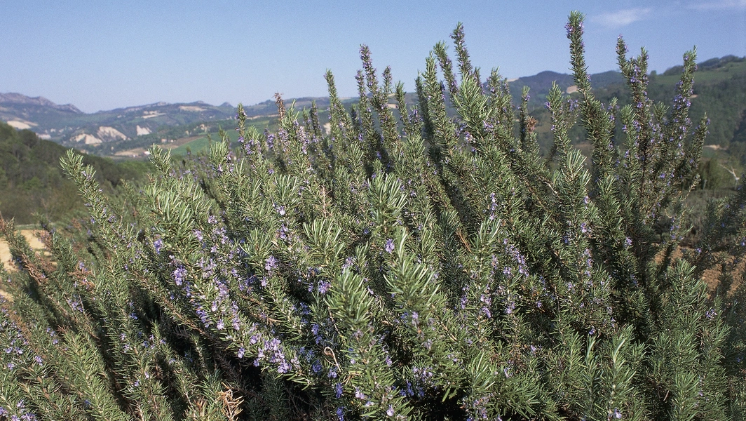 5 plants that don't thrive with coffee grounds