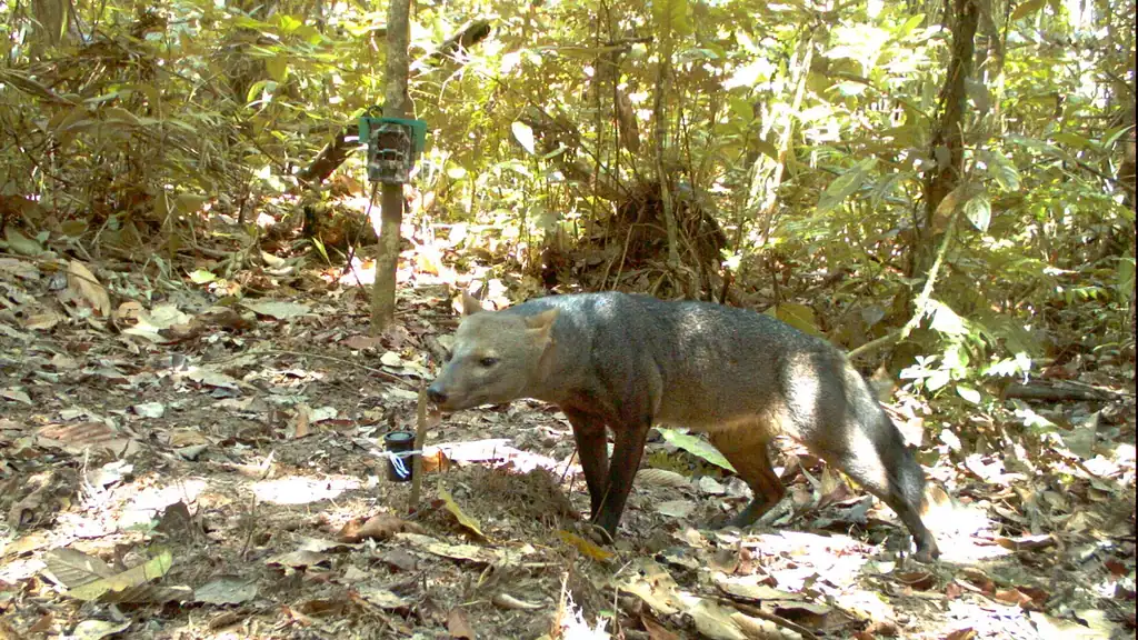 Camera traps finally catch the Amazon’s mysterious ‘ghost dog’