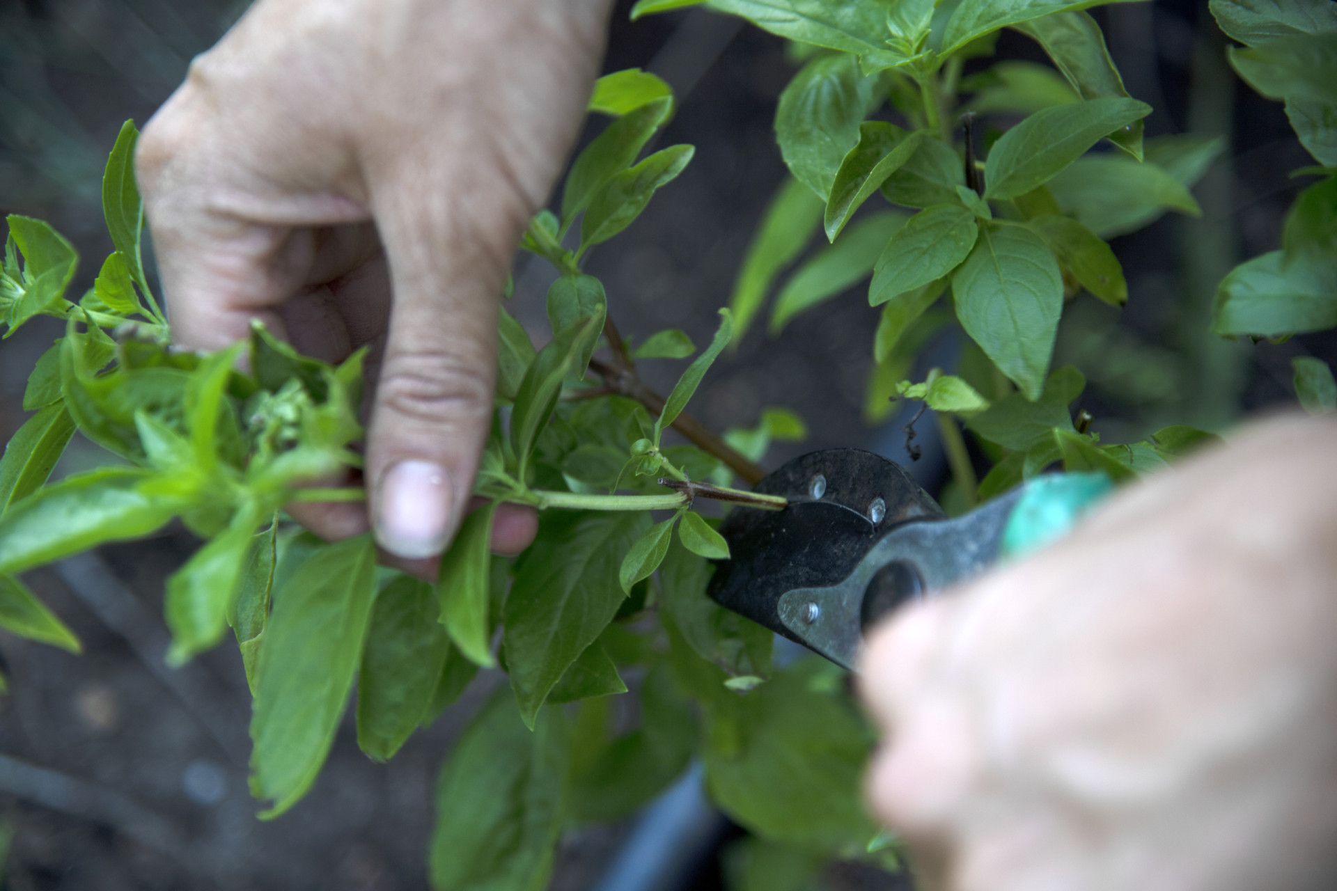 How to make your own vegetable patch