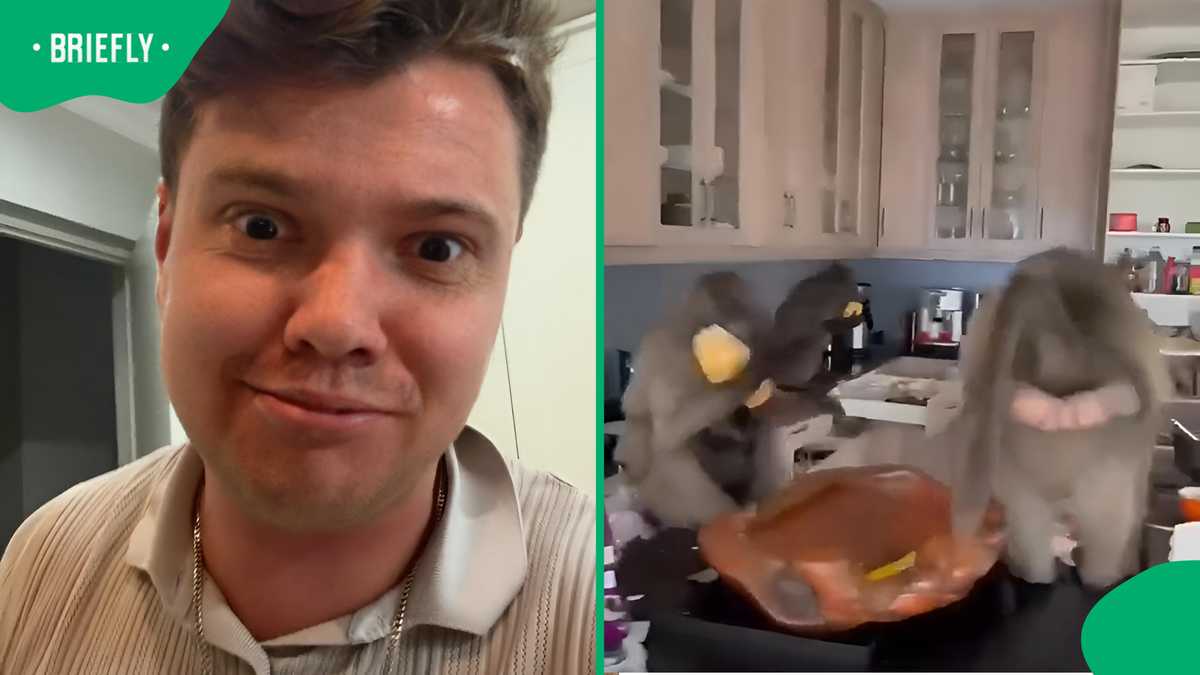 Woman's home ransacked by baboons as Mzansi laughs at dog's reaction