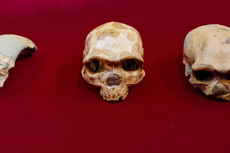 'Dragon man' skull discovered and it's completely new human species