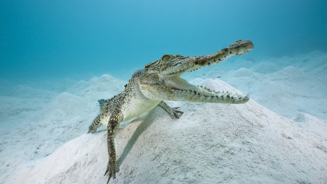 14 animals with lethal bites and sudden attacks
