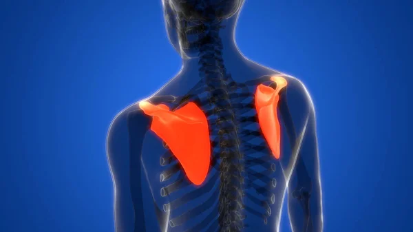 Titanium scapula breakthrough shows power of collaborative 3D engineering