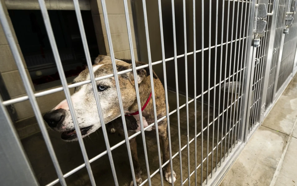 Bringing your dream dog home the right way