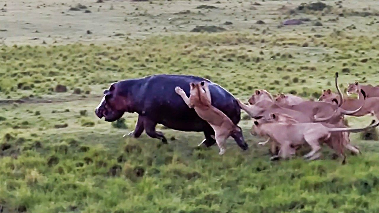 Un hippopotame saute dans l'eau pour échapper à des lions