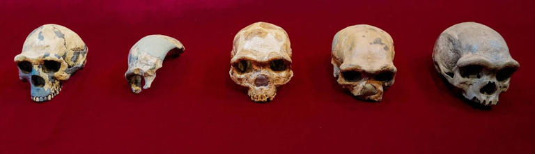 Groundbreaking 'Dragon Man' skull discovery of brand new human
