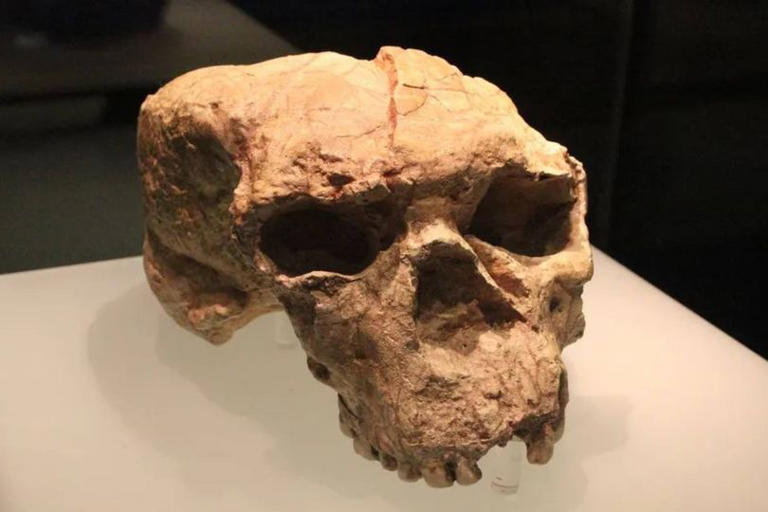 'Dragon man' skull discovered and it's completely new human species