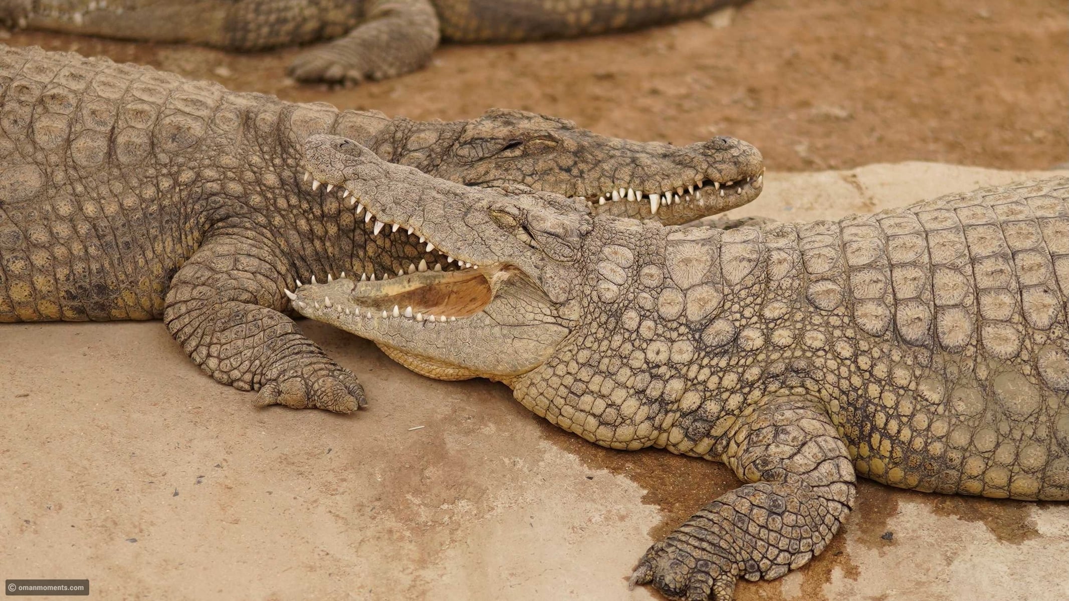 These are the most dangerous creatures on our planet