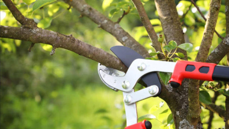 Arrancar las ramas y las raíces de las plantas de tus vecinos está ...