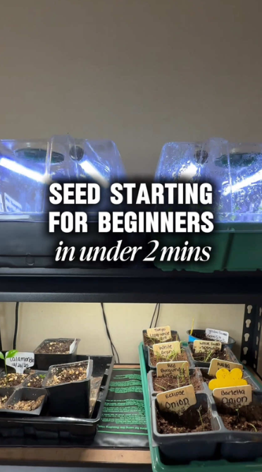 How to start seeds the right way for beginners