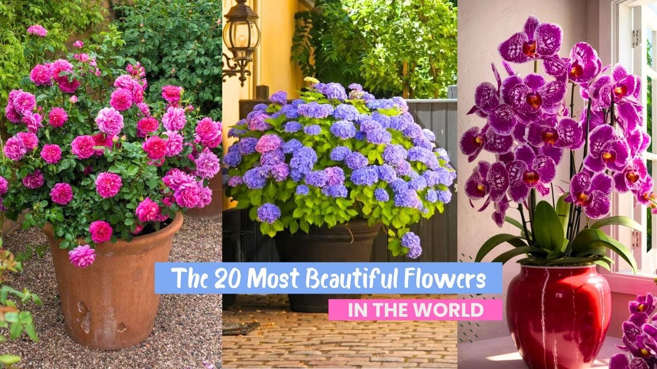 Discover the most beautiful flower varieties in the world