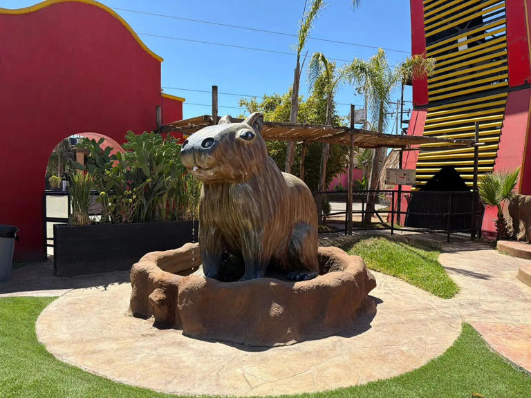 Safari and capybara village: A Pai Pai Park gem in Ensenada