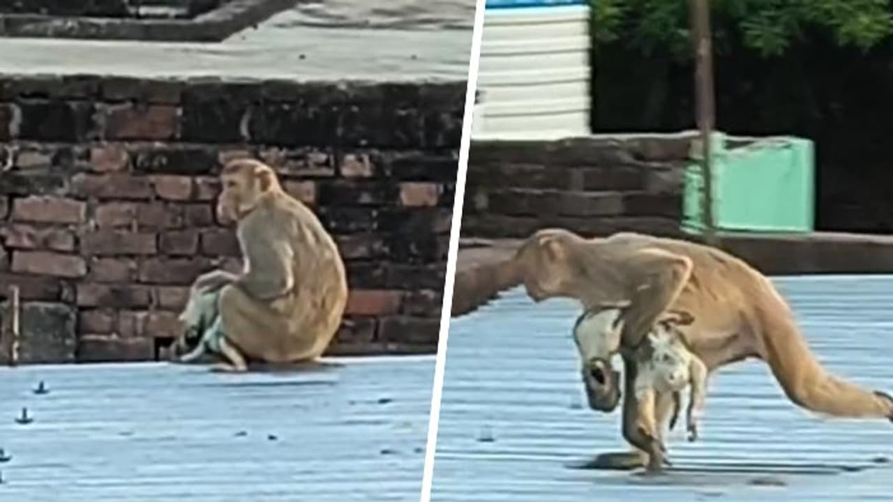Heartbreaking! Viral video shows mother monkey refusing to let go of ...