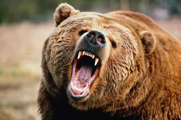 Teen's desperate last six words to mum as she was eaten alive by a bear